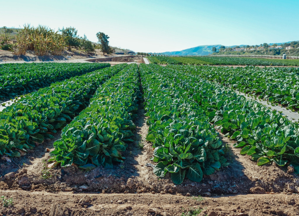 Renewable energy developers | Enso Energy